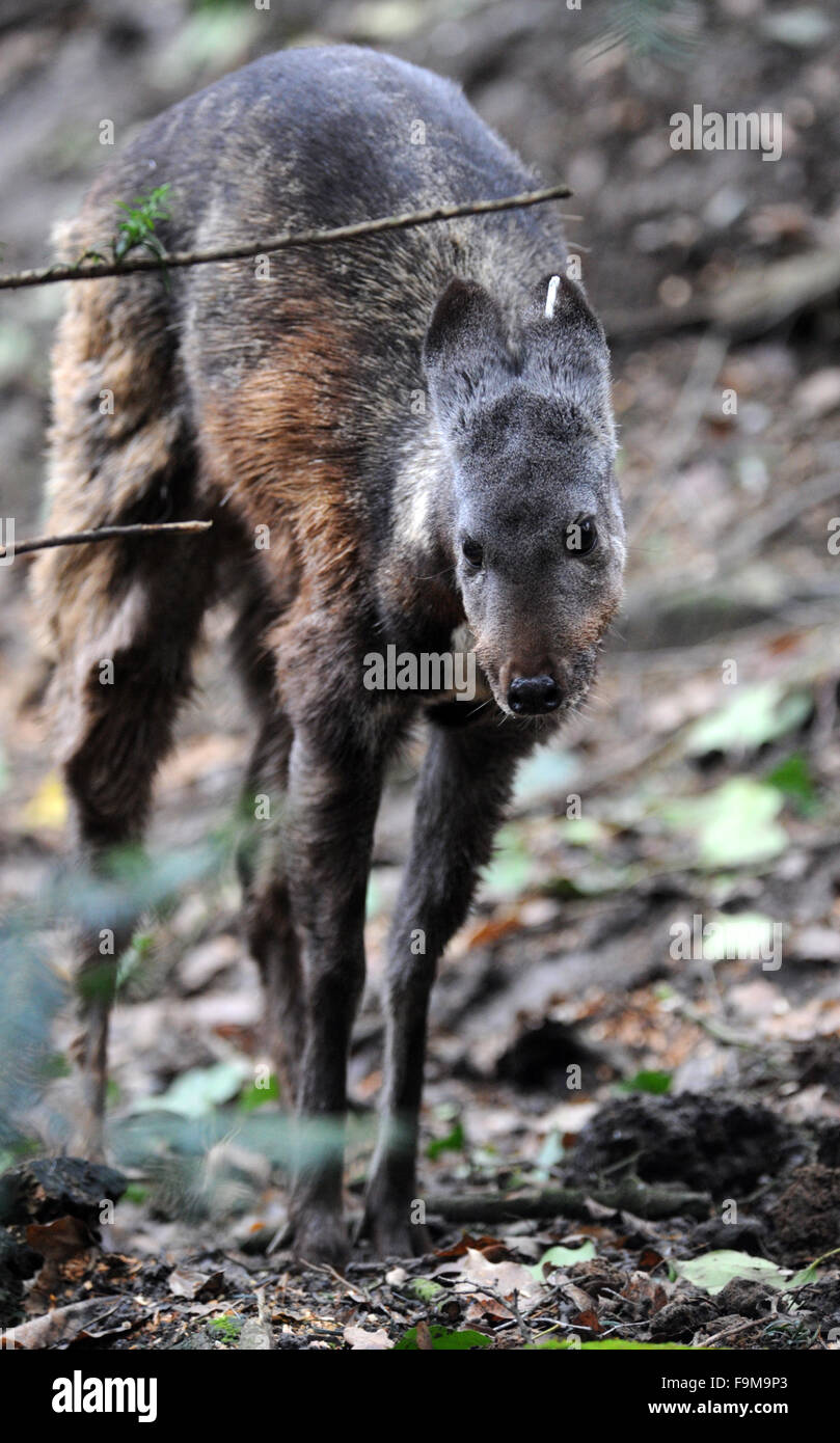 An year and a half old male of rare Siberian musk deer (Moschus ...