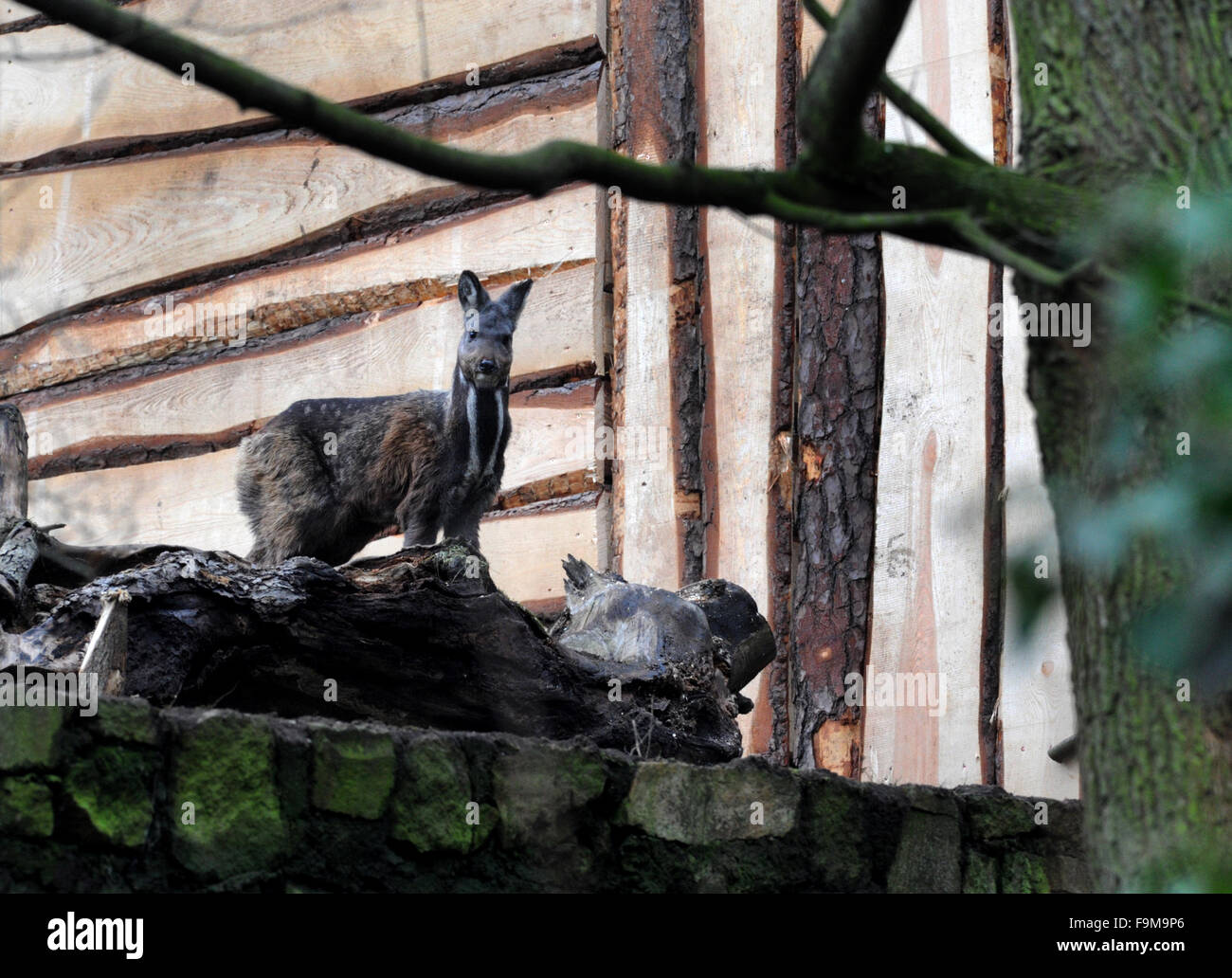 An year and a half old male of rare Siberian musk deer (Moschus ...