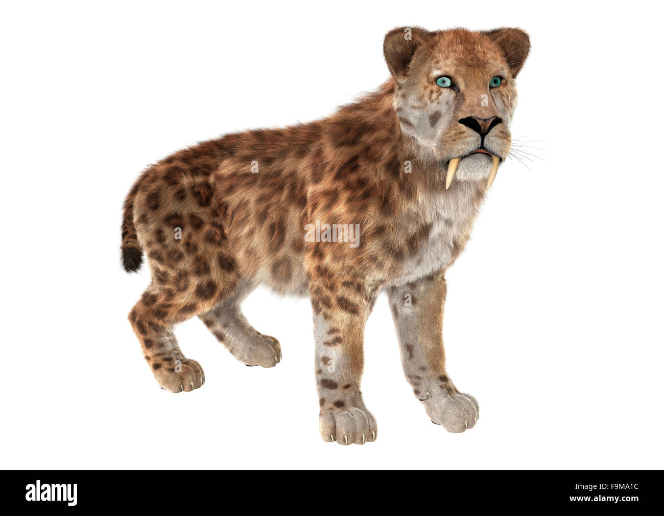 3D digital render of a big cat sabertooth isolated on white background ...