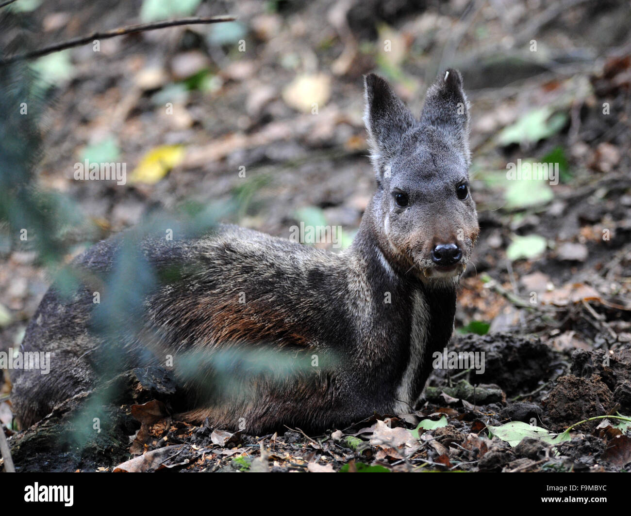 Musk deer gland hi-res stock photography and images - Alamy
