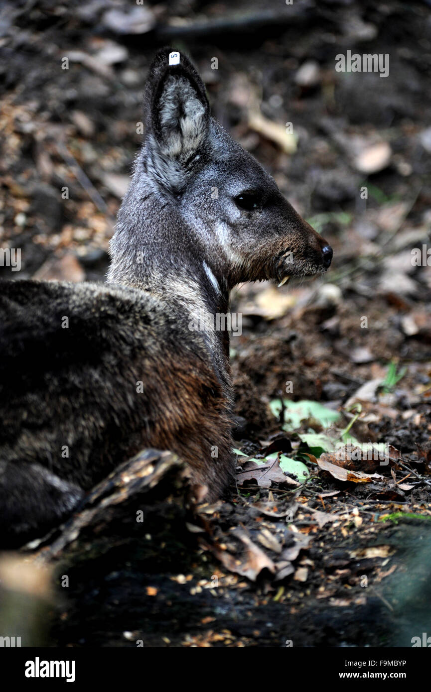 An year and a half old male of rare Siberian musk deer (Moschus ...