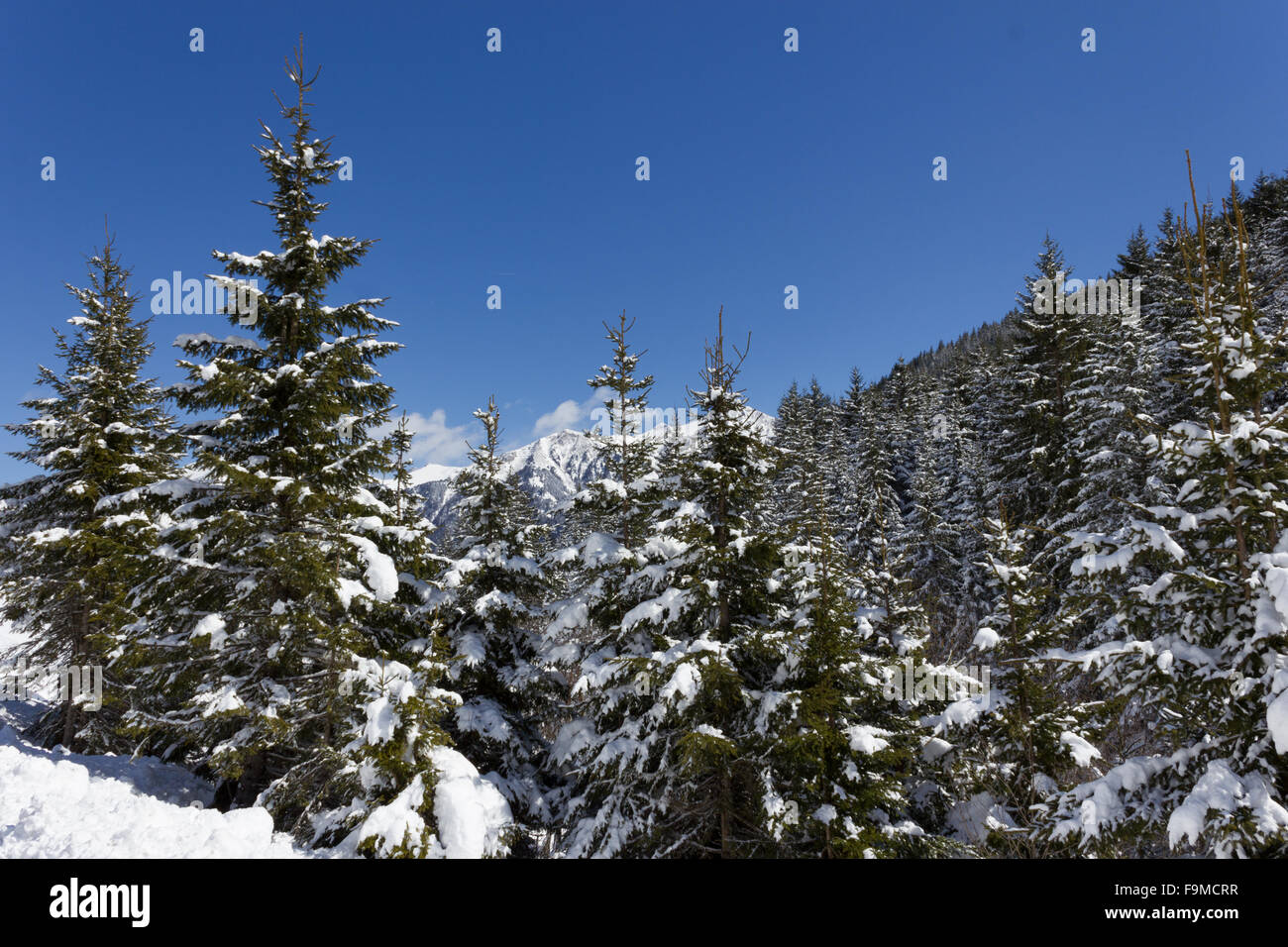 Beautiful winter landscape with snow covered trees Stock Photo - Alamy