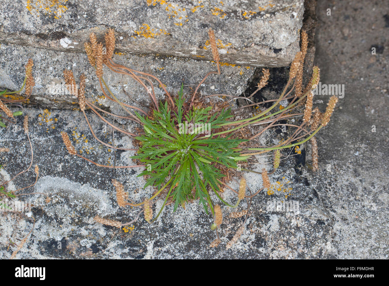Krahenfuss wegerich hi-res stock photography and images - Alamy