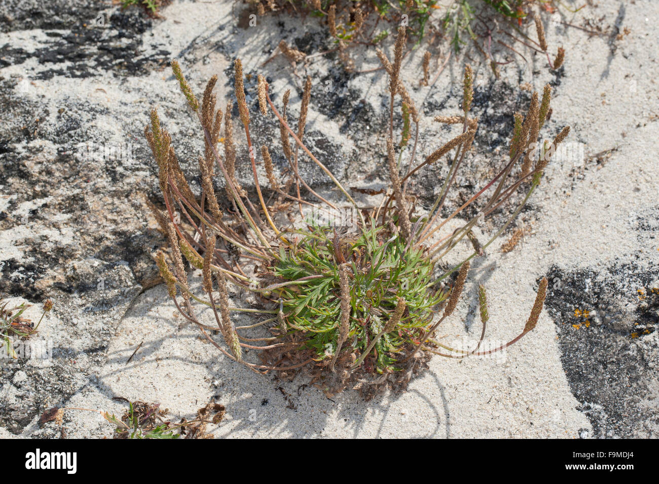 Minutina, erba stella, buck's horn plantain, Krähenfuß-Wegerich ...