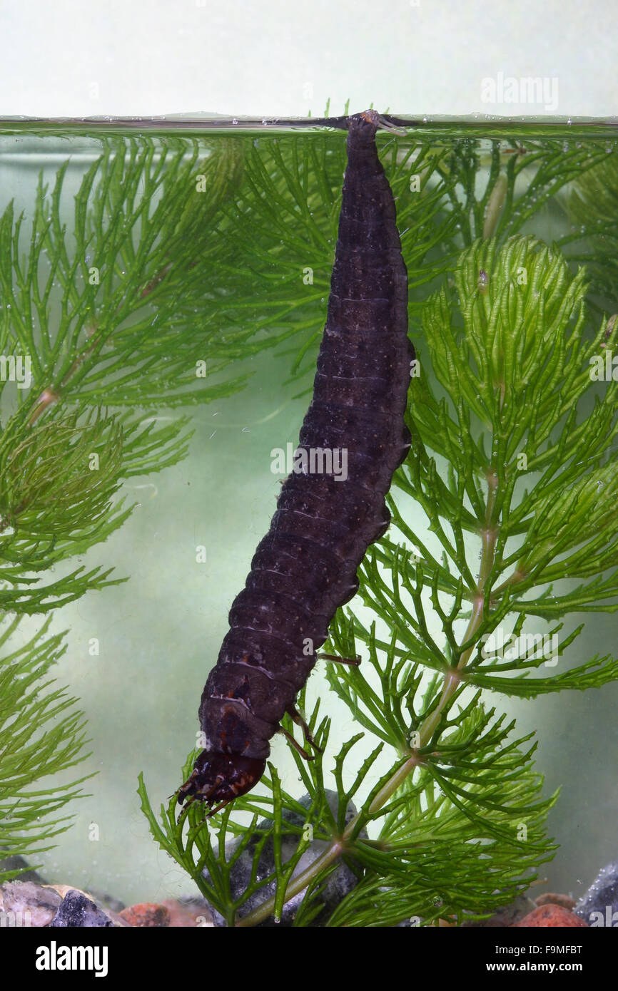 Black water beetle, diving water beetle, larva, larvae ...