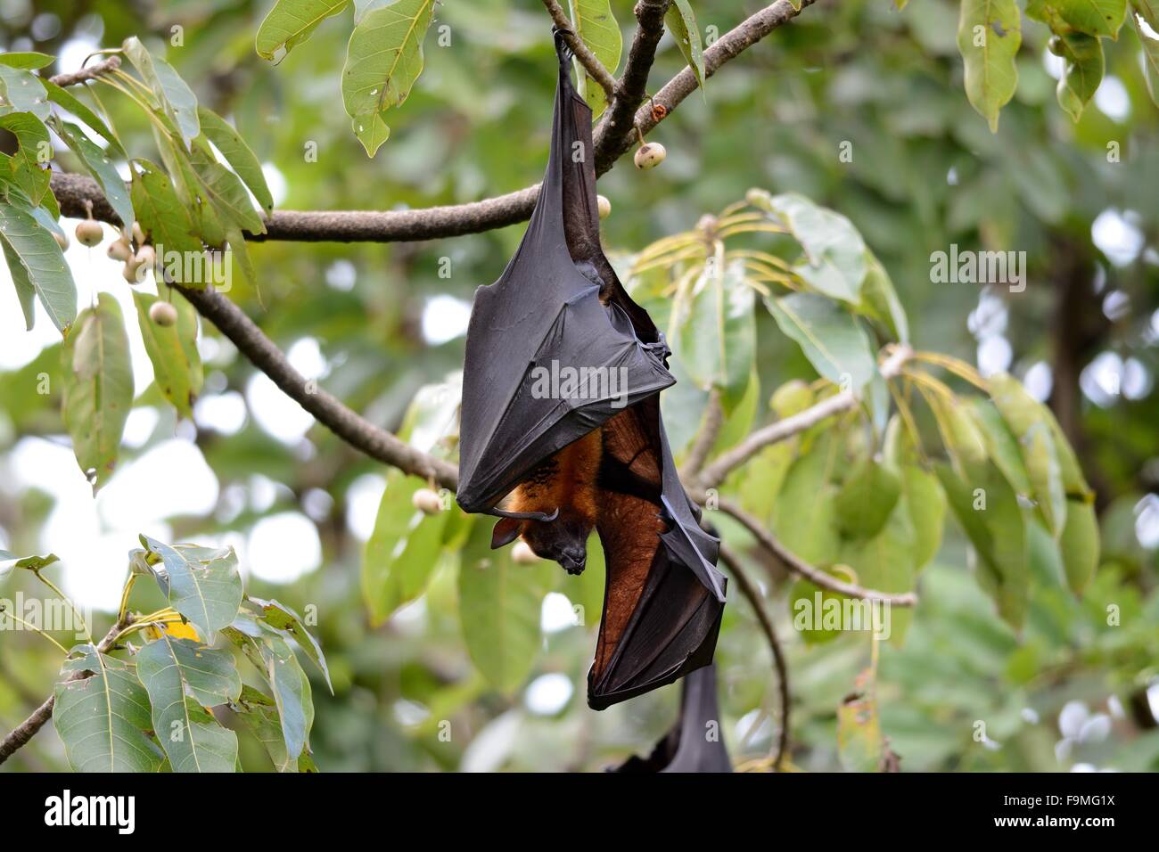 Bat sleeping tree hi-res stock photography and images - Alamy
