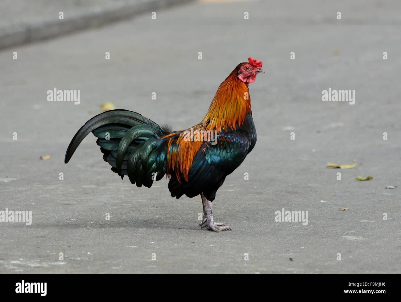 beautiful male Thai native rooster Stock Photo - Alamy