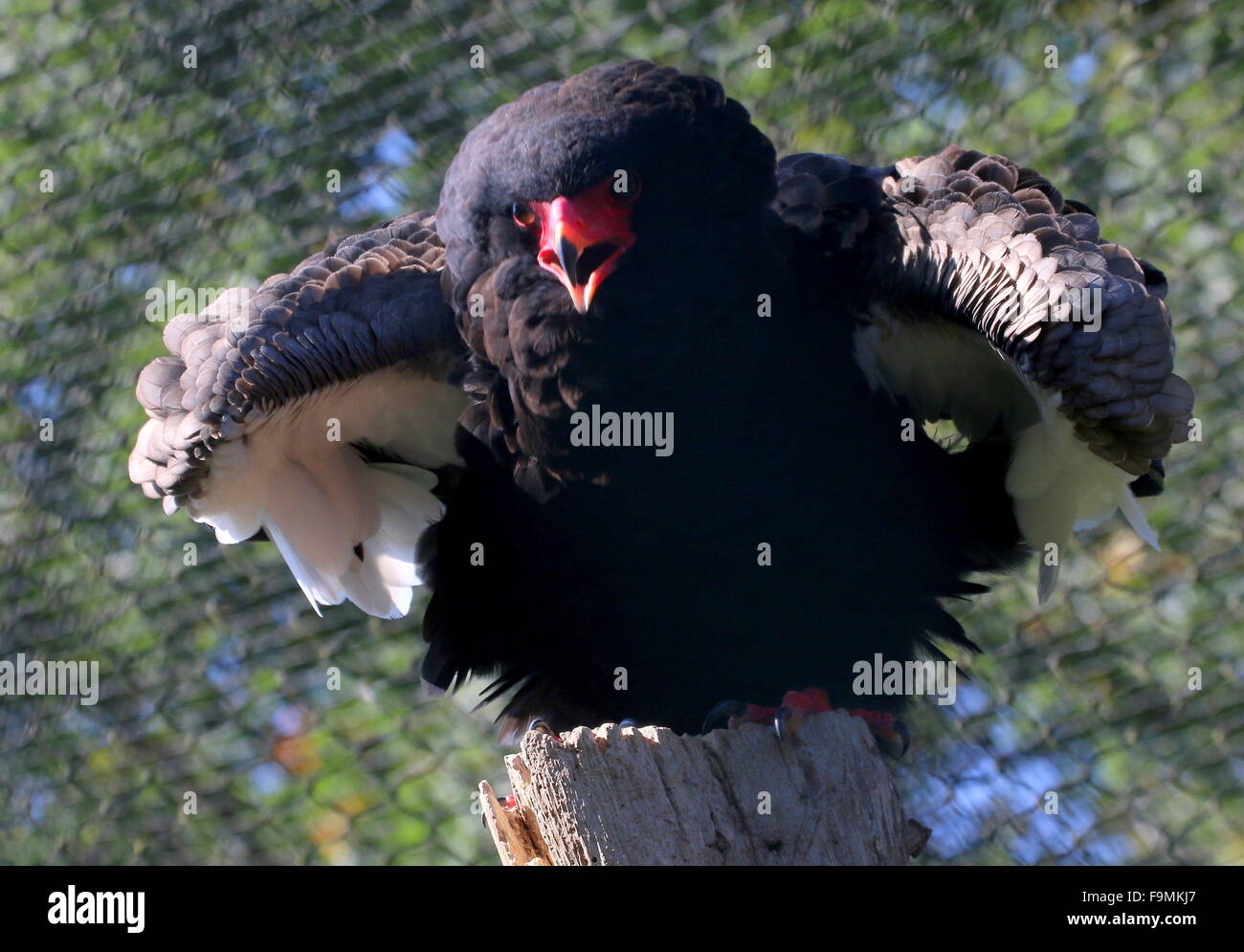 Intimidating pose hi-res stock photography and images - Alamy