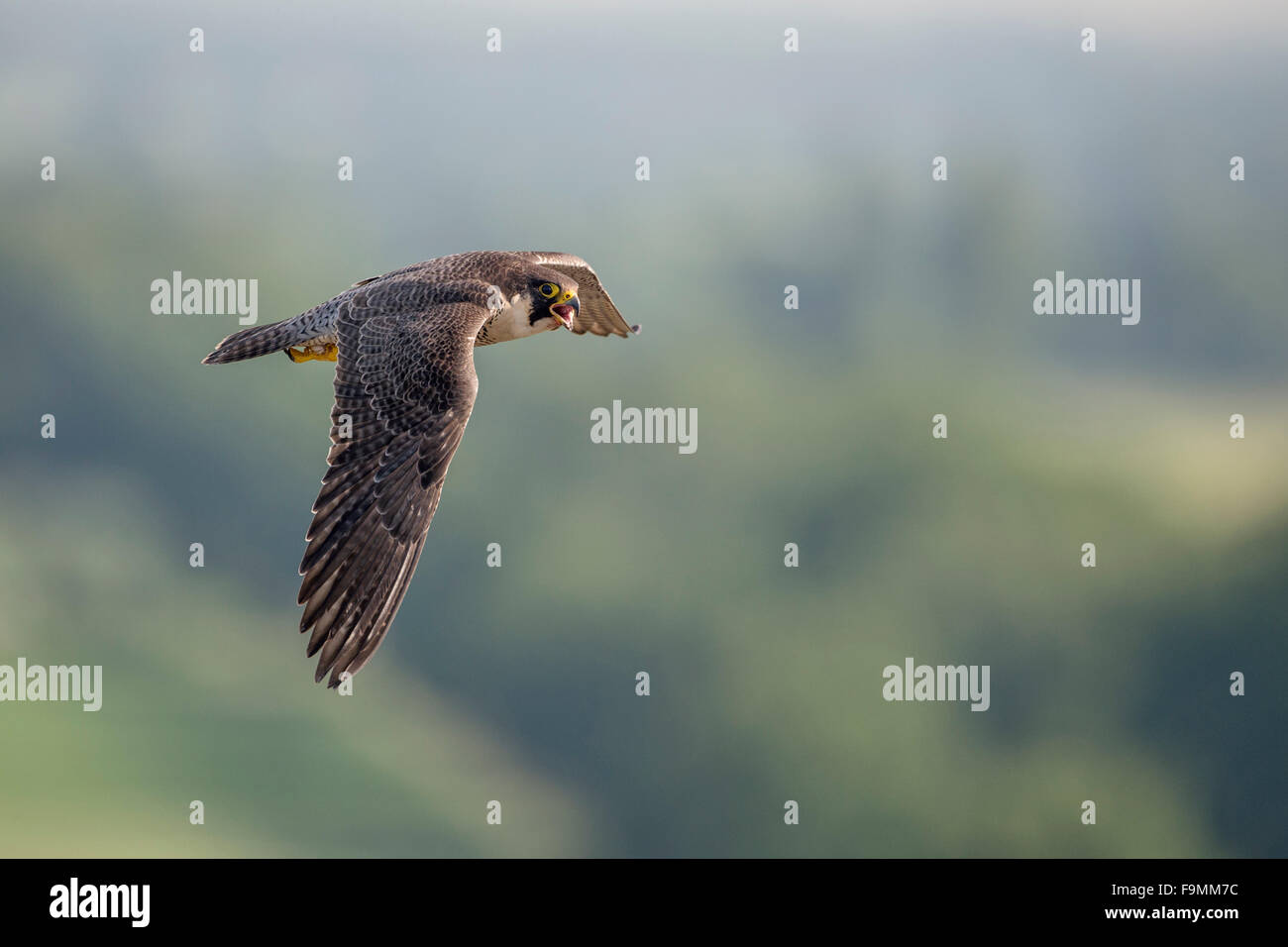 Peregrine Falcon / Wanderfalke ( Falco peregrinus ) in flight high ...