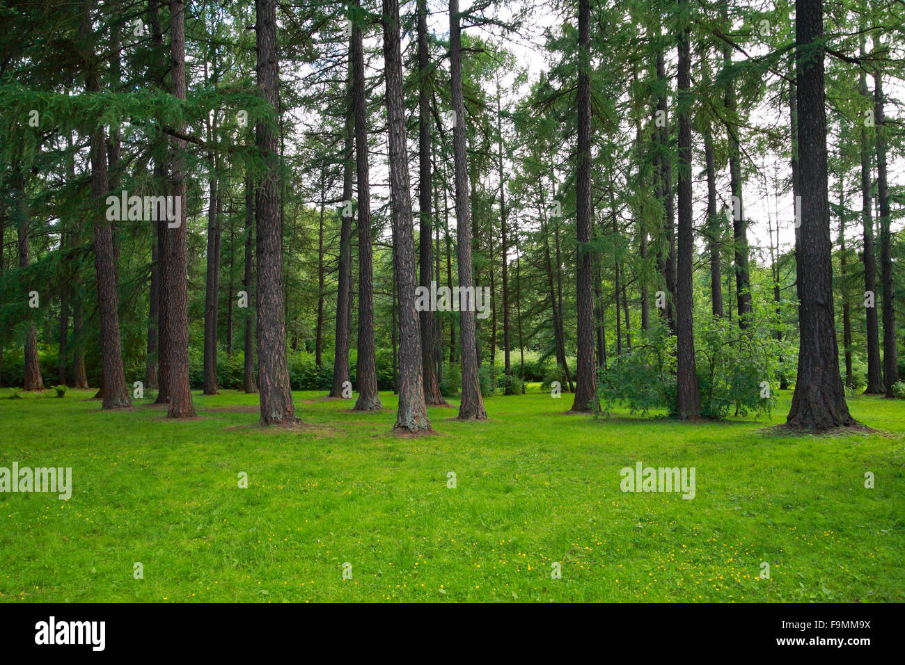 Pine trees in a park Stock Photo - Alamy