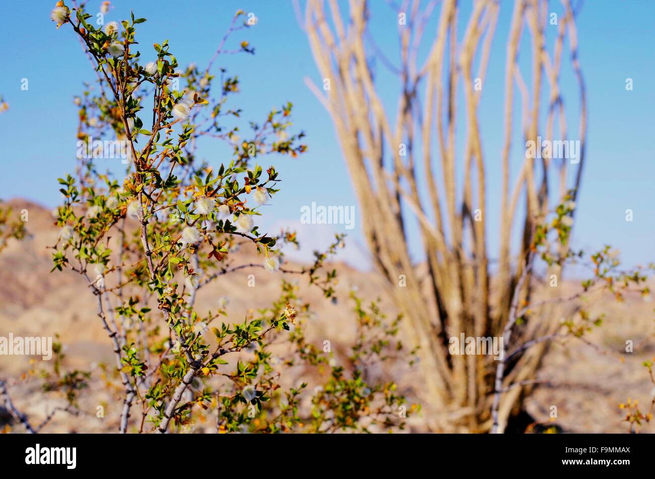 Fire sticks plant hi-res stock photography and images - Alamy