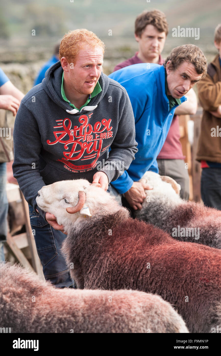 Shepherds showing his Herdwick Sheep at the Wasdale Head Shepherd's ...