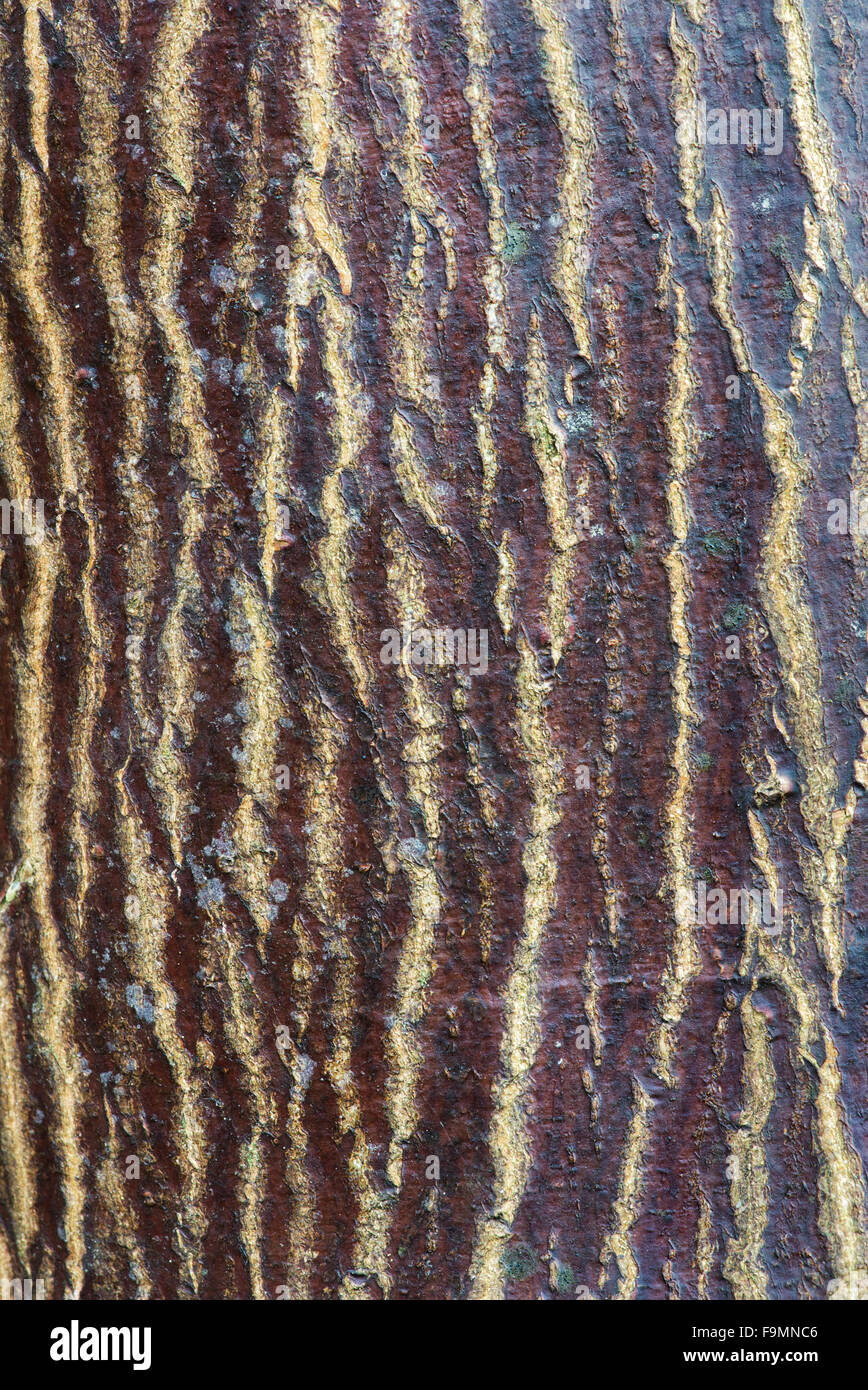 Acer Palmatum Takinogawa. Full Moon Maple tree bark Stock Photo - Alamy