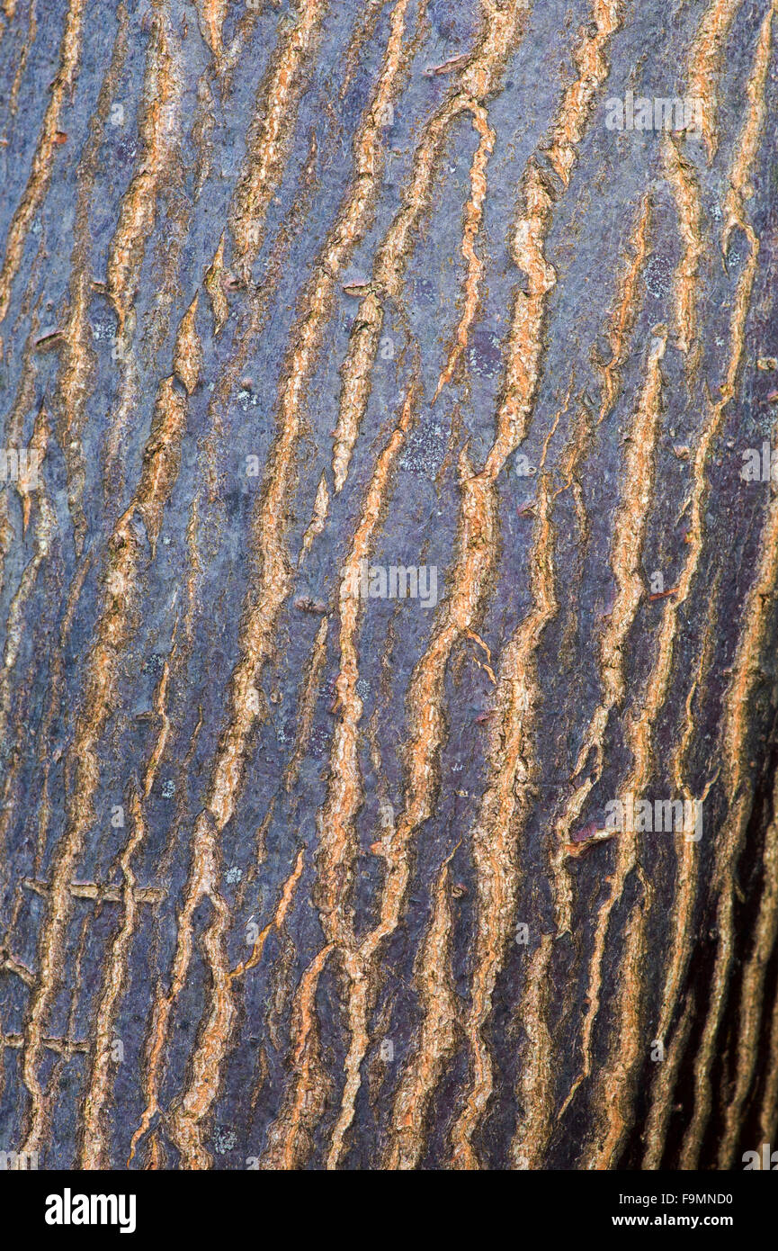 Acer Palmatum Takinogawa. Full Moon Maple tree bark Stock Photo - Alamy