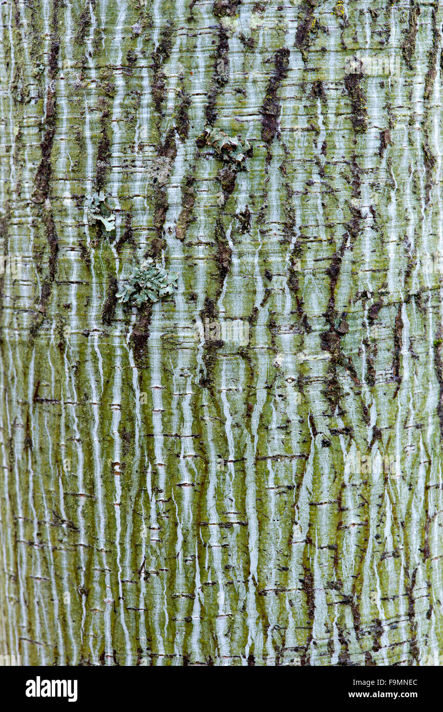 Acer tegmentosum 'White Tigress' tree bark Stock Photo - Alamy