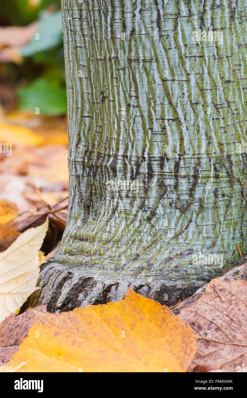 Acer tegmentosum 'White Tigress' tree bark Stock Photo - Alamy