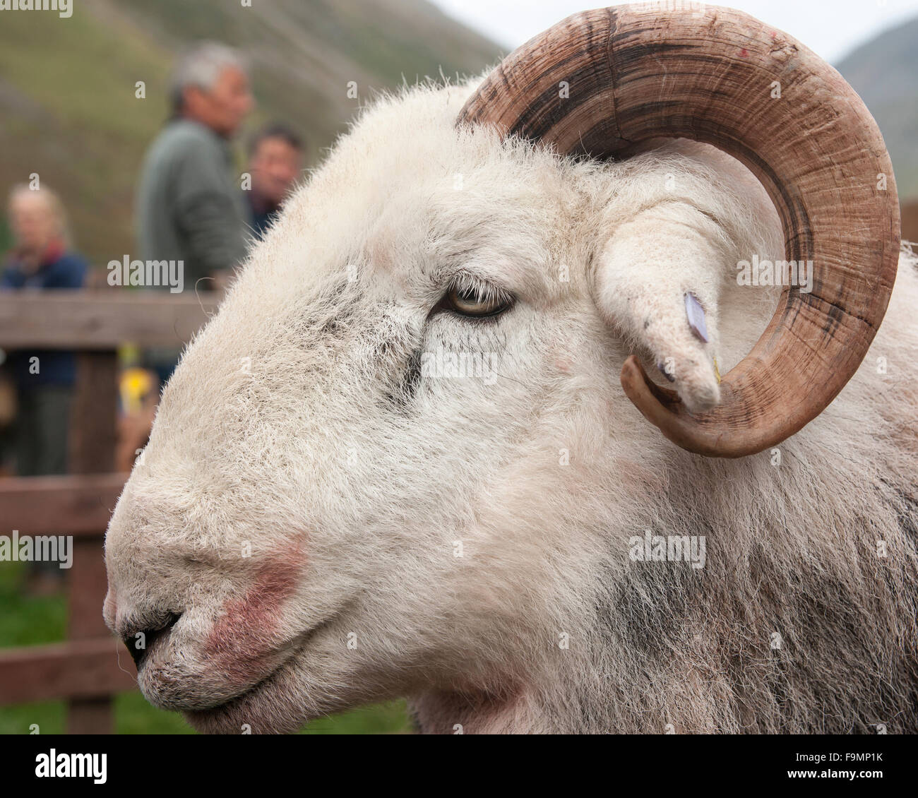 Herdwick ram hi-res stock photography and images - Alamy