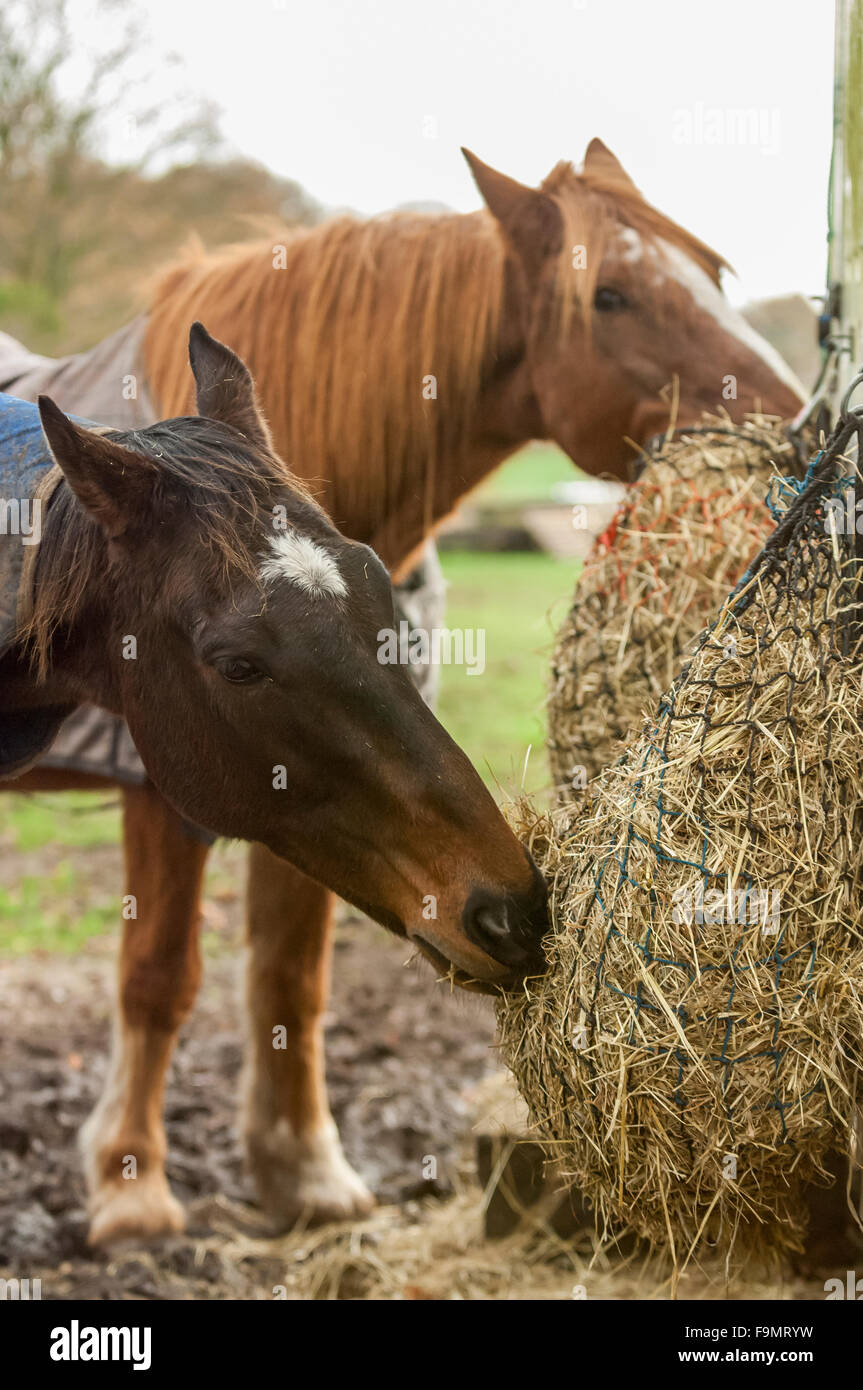 Bay thoroughbred horse with white star on face, eating hay from a hay ...