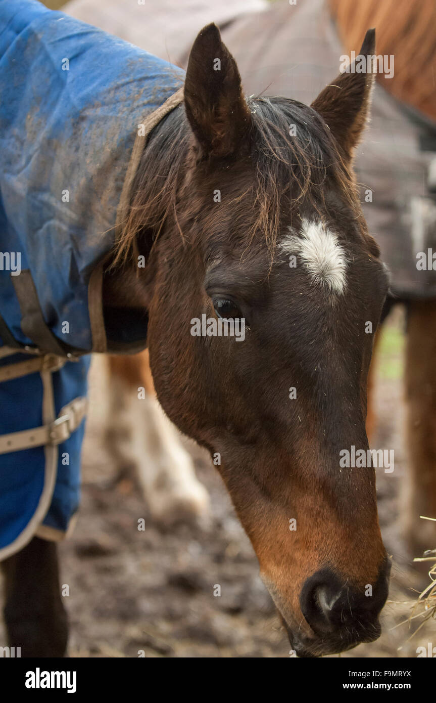Bay thoroughbred horse with white star on face, eating hay wearing a ...