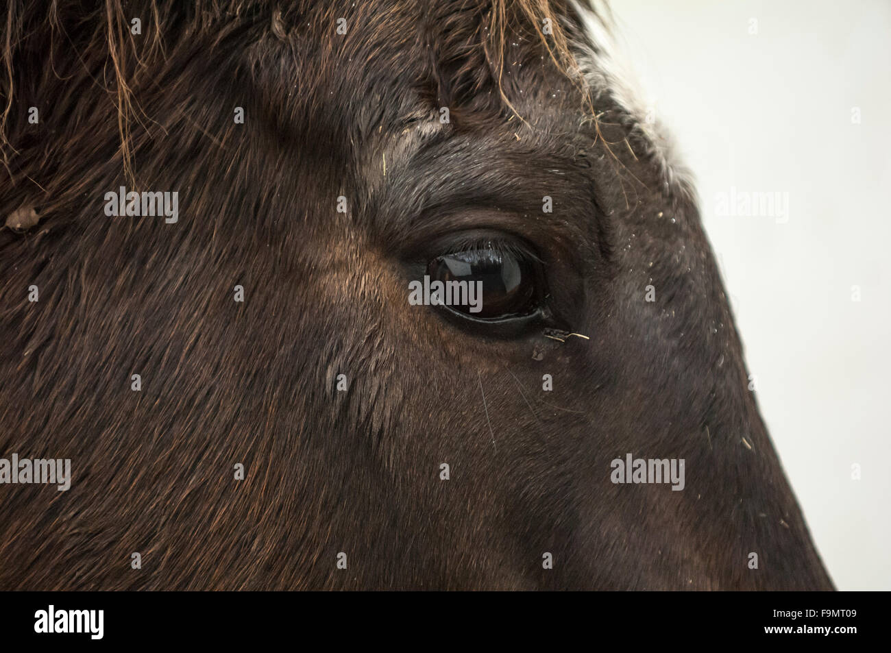 Thoroughbred horse side view hi-res stock photography and images - Alamy