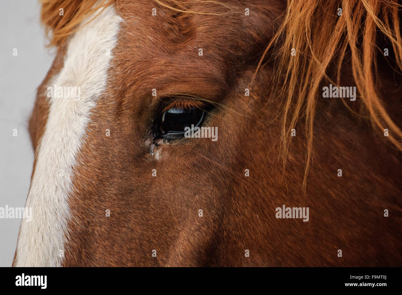 Closeup view from the side of the face, and eye, of a chestnut Irish ...