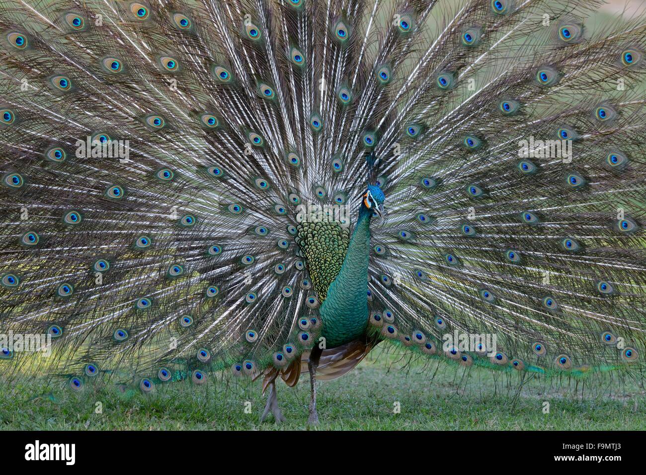 beautiful male Green Peafowl (Pavo muticus) inThai forest Stock Photo ...