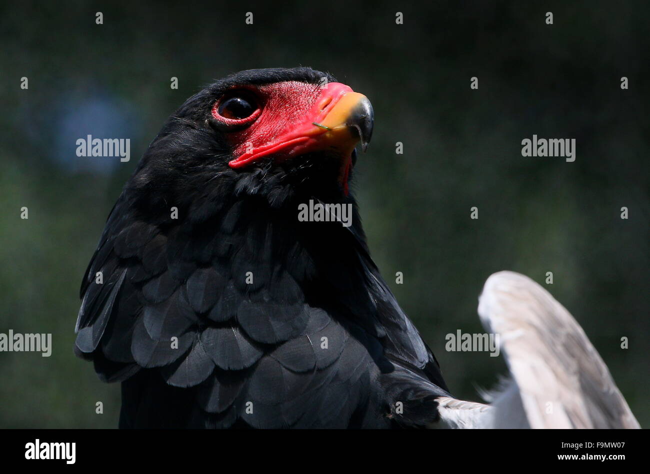 African Bateleur Eagle ( Terathopius ecaudatus), closeup of the head ...
