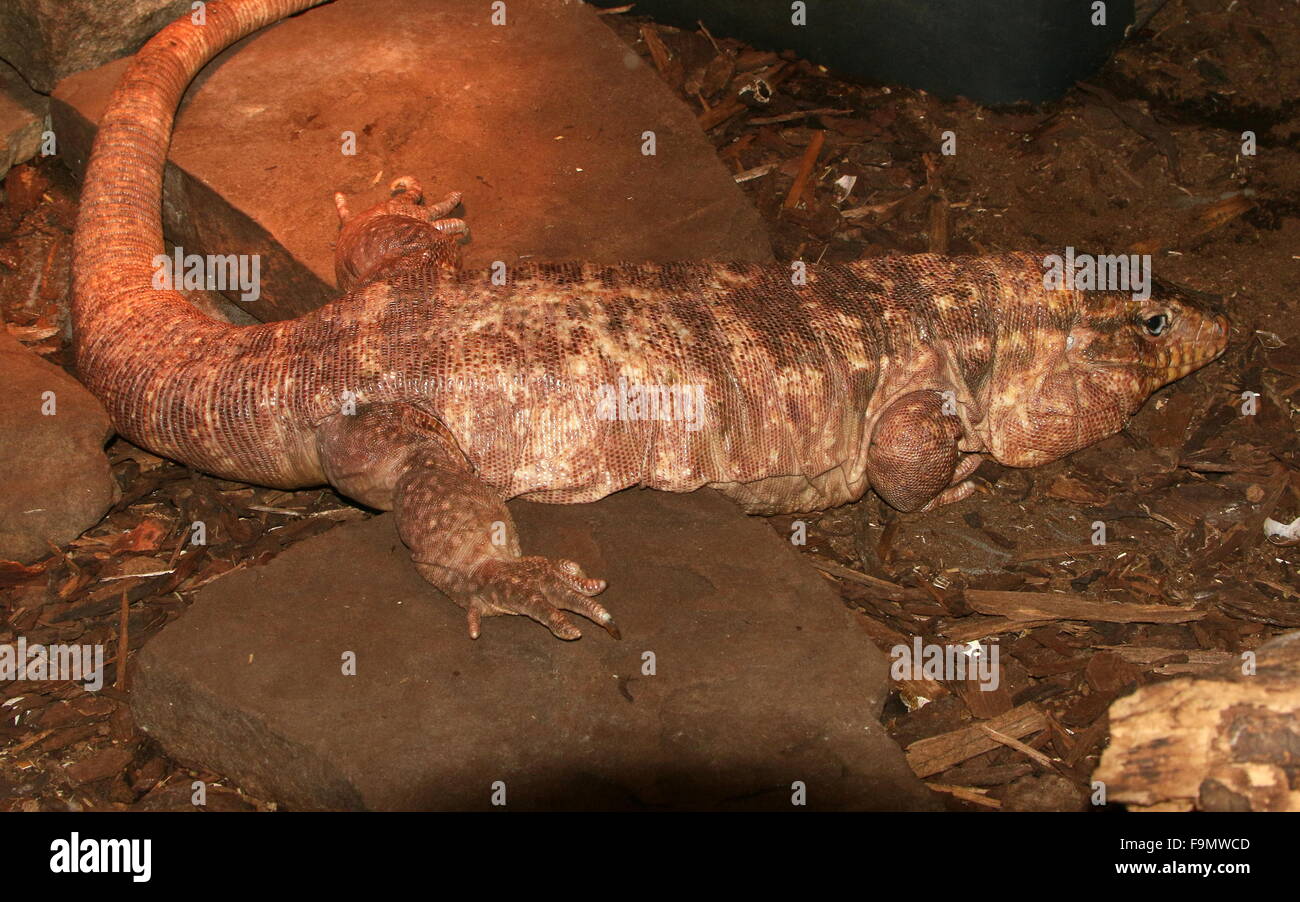 Female Argentine giant Red Tegu lizard (Tupinambis rufescens, Salvator ...