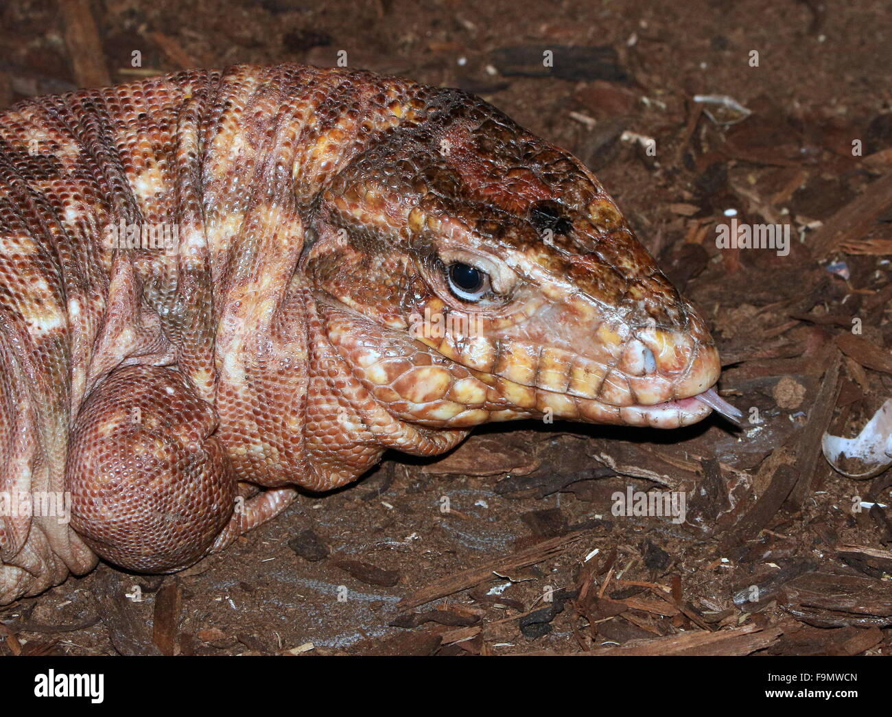 Female Argentine giant Red Tegu lizard (Tupinambis rufescens, Salvator ...