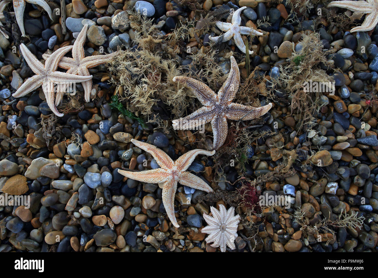Common Starfish (Asterias rubens) dead Stock Photo - Alamy