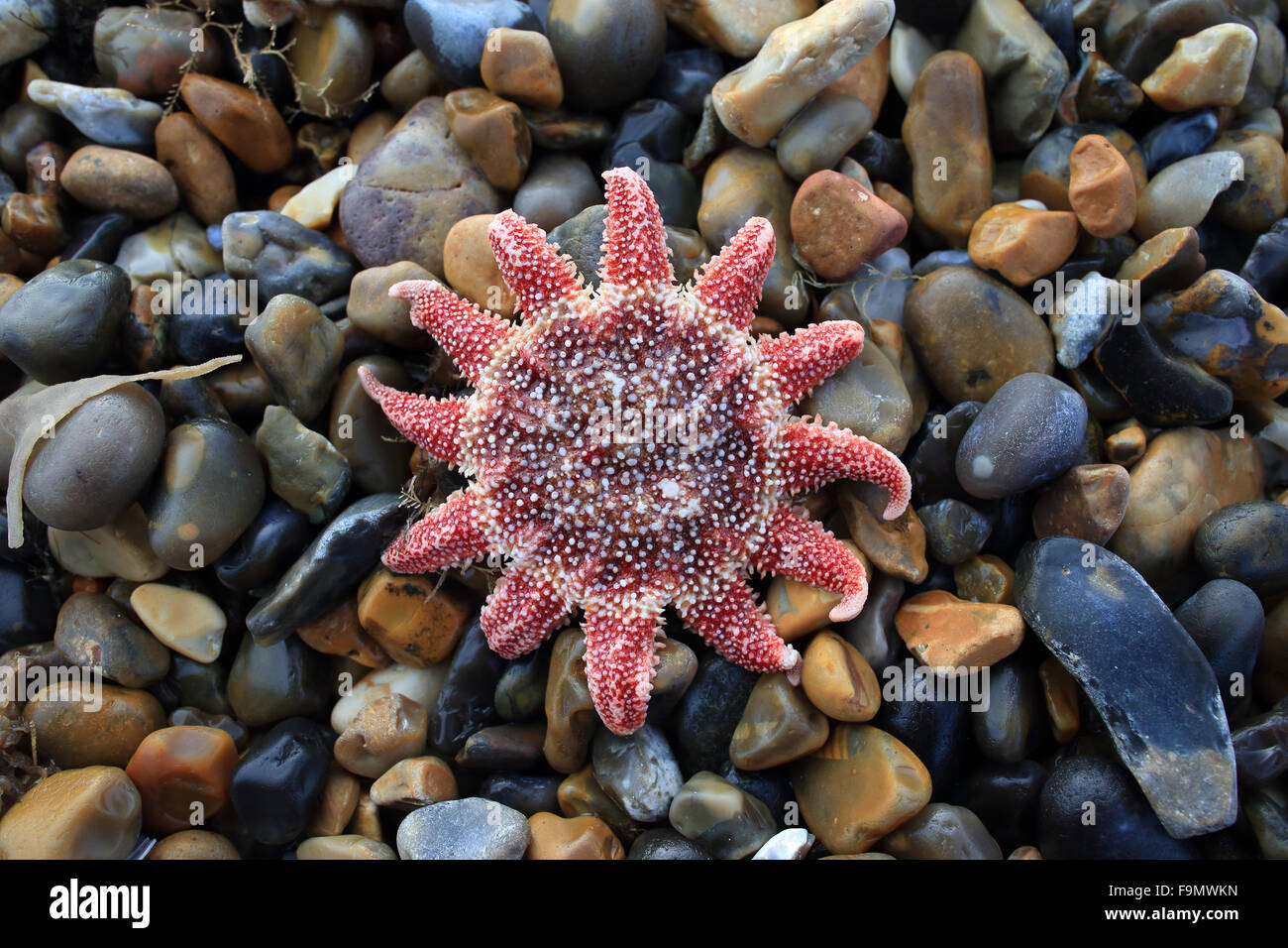 Common Sunstar (Crossaster papposus) dead Stock Photo - Alamy