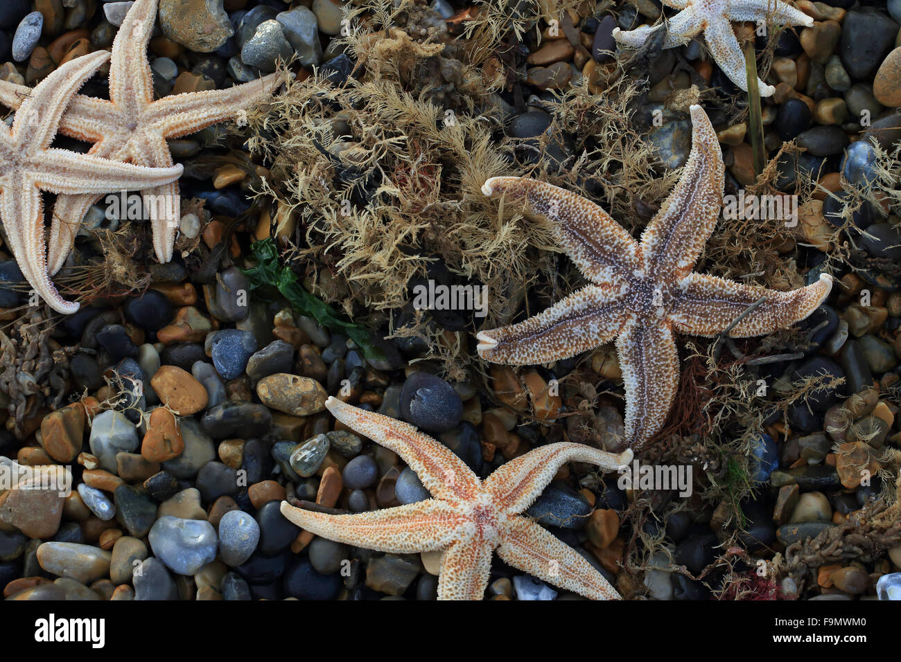 Common Starfish (Asterias rubens) dead Stock Photo - Alamy