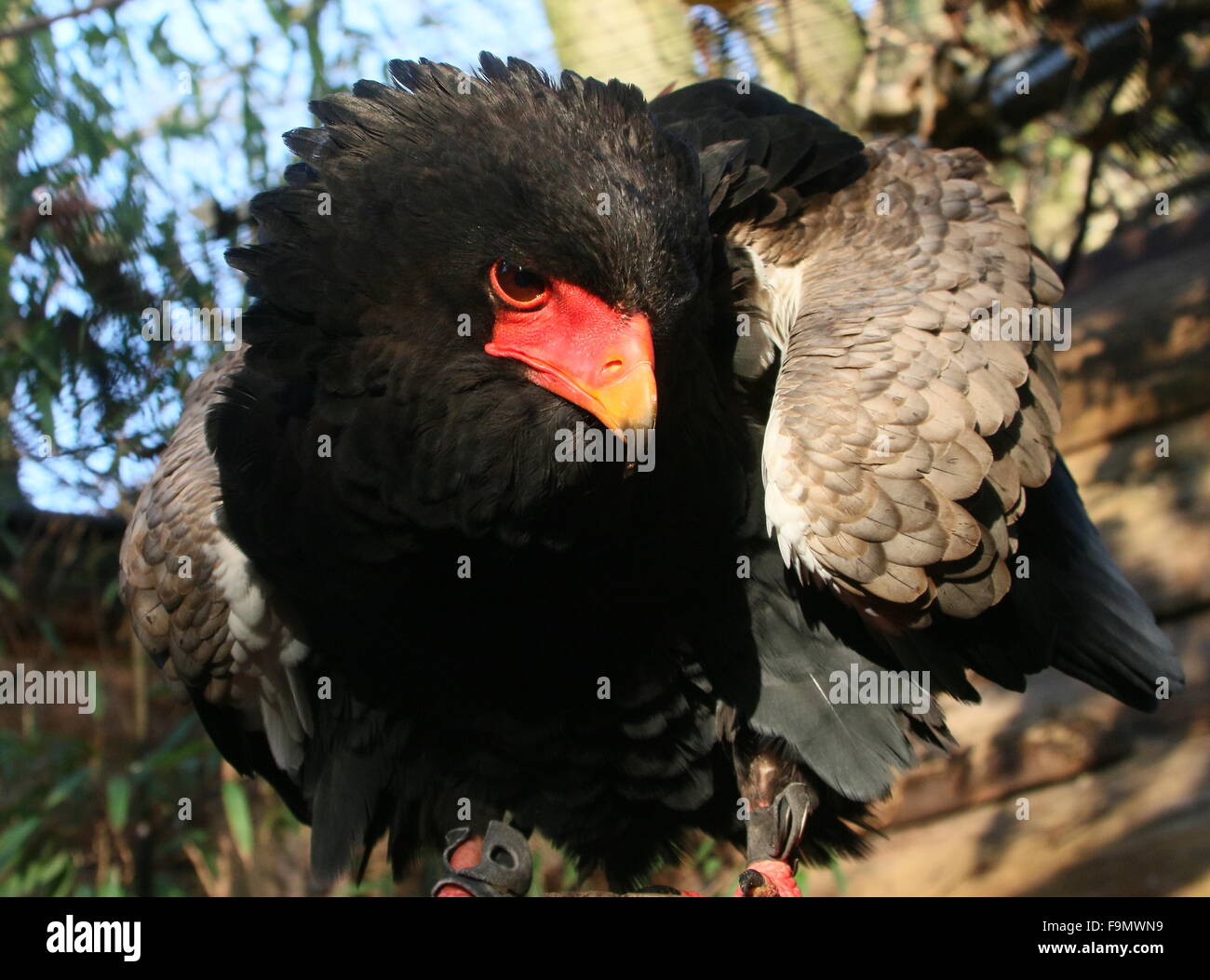 African bateleur eagle hi-res stock photography and images - Alamy