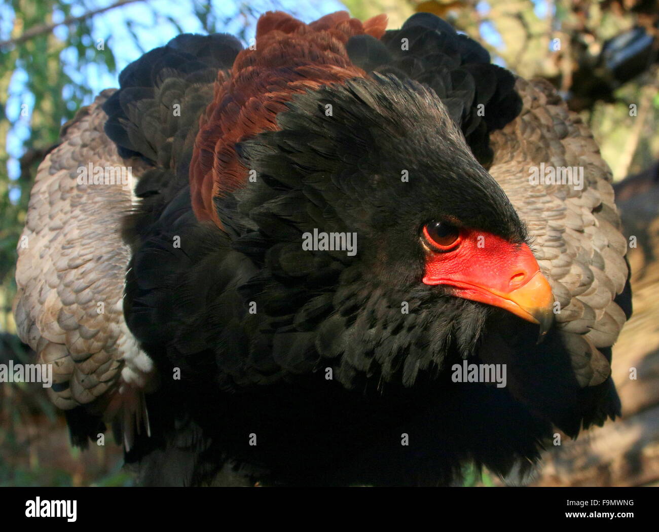 African bateleur eagle hi-res stock photography and images - Alamy