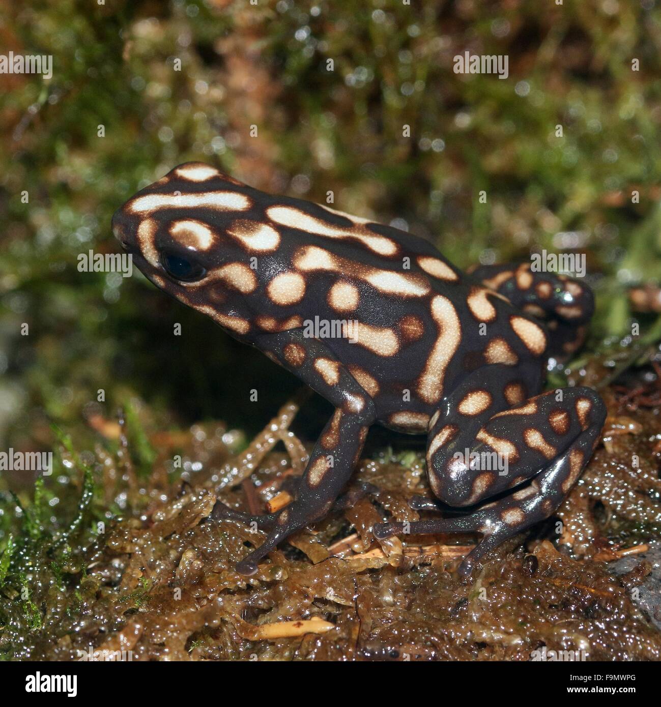 Dendrobates auratus capira hi-res stock photography and images - Alamy