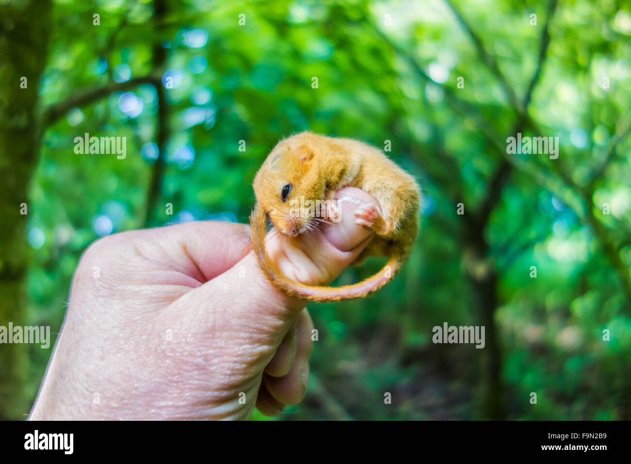 Dormouse hi-res stock photography and images - Alamy