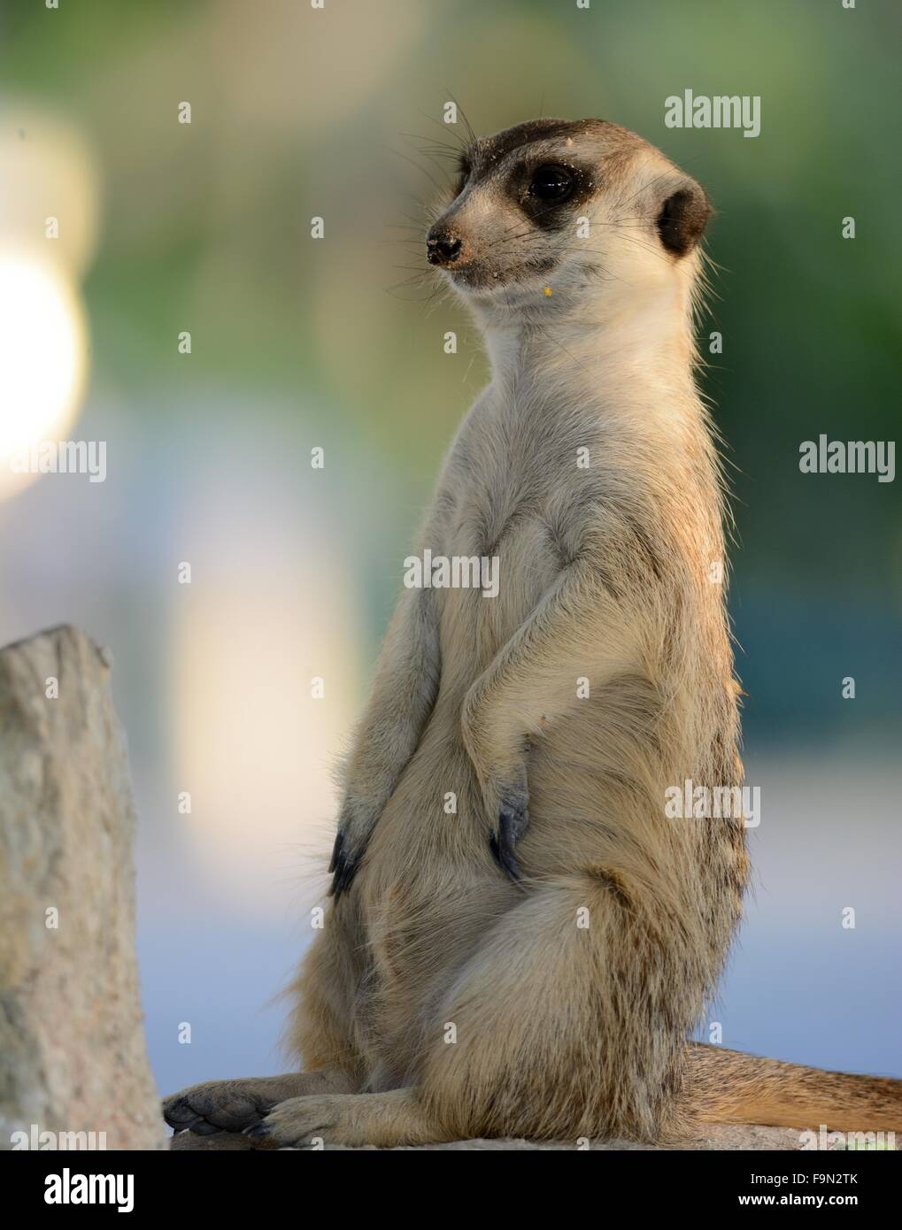 hand feeding beautiful Meerkat (Suricata suricatta) in Thai zoo Stock ...