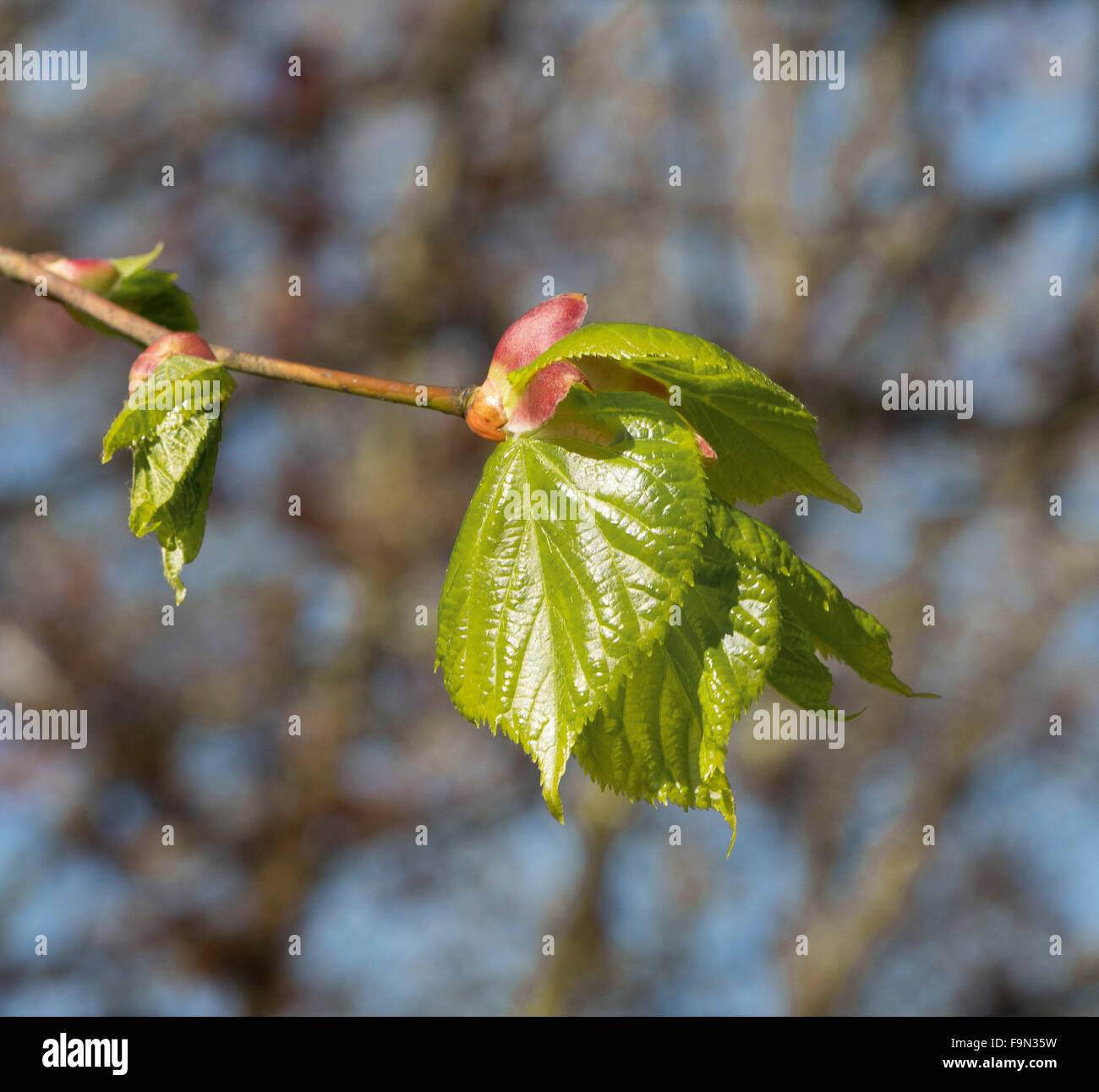 Spring lime tree hi-res stock photography and images - Alamy