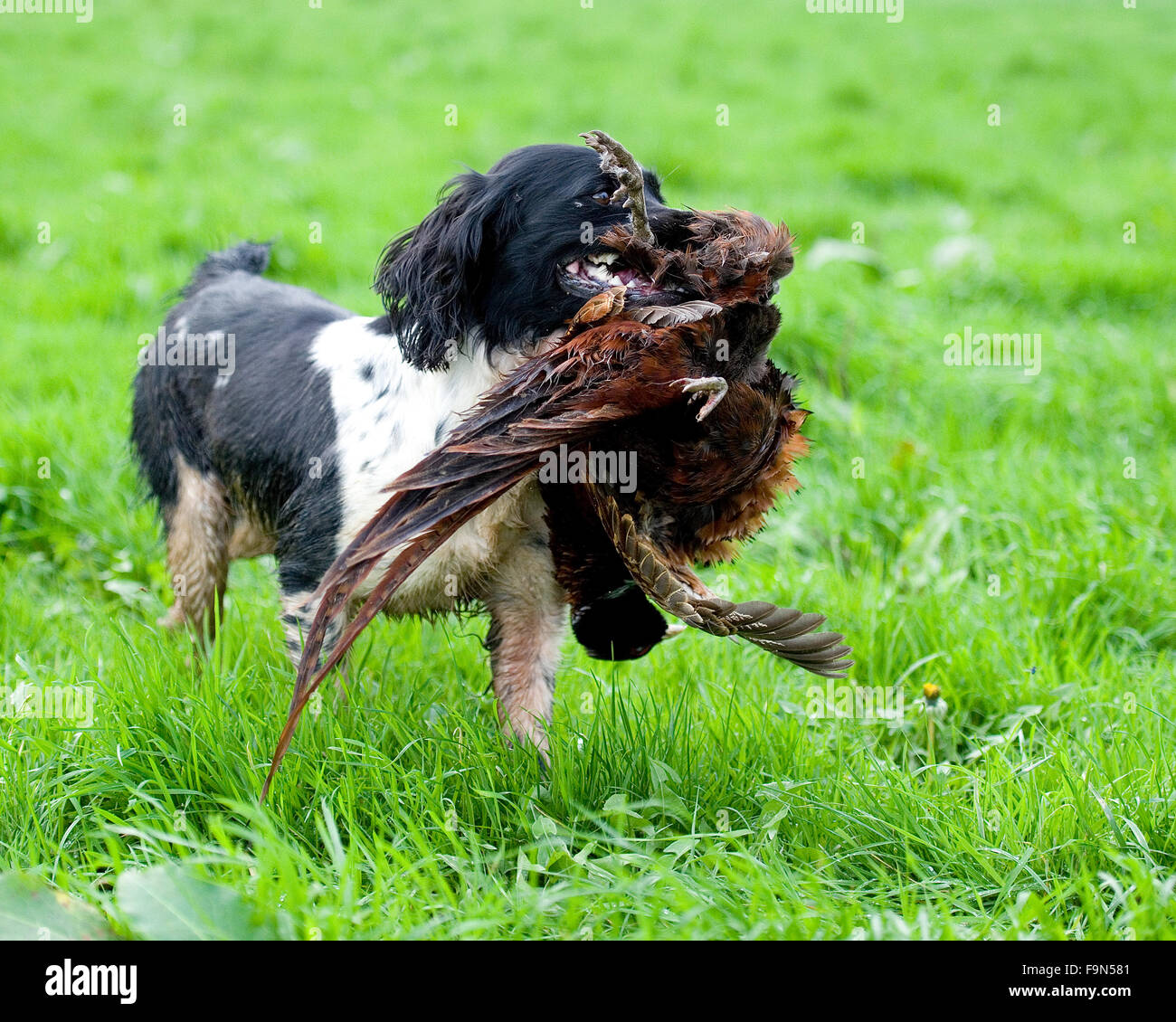 Dog Carrying Bird Stock Photos & Dog Carrying Bird Stock Images - Alamy