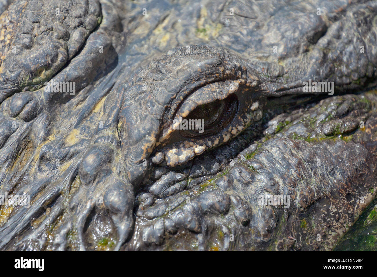 Staring alligator hi-res stock photography and images - Alamy