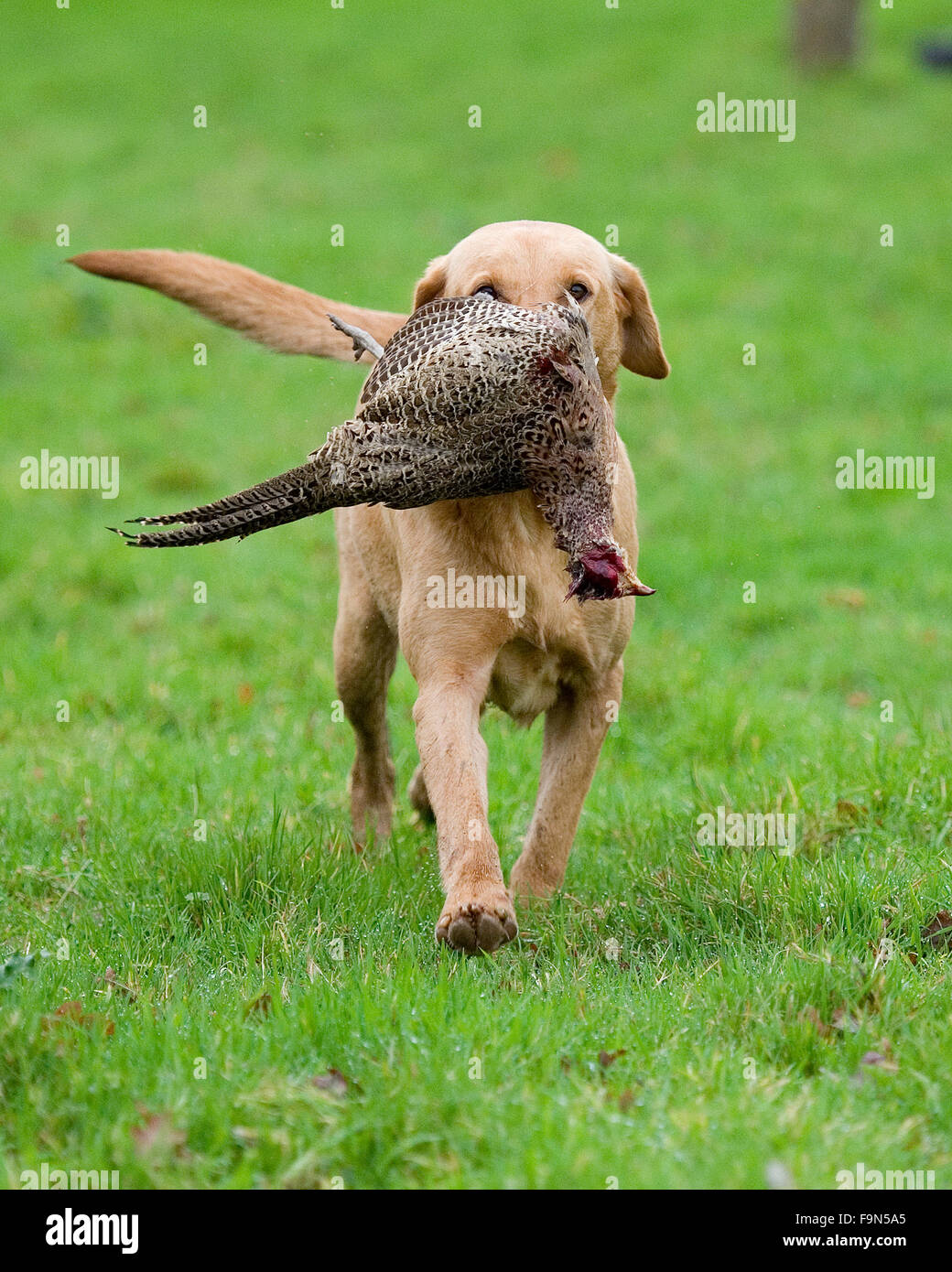 yellow labrador retriever retrieving a pheasant Stock Photo - Alamy