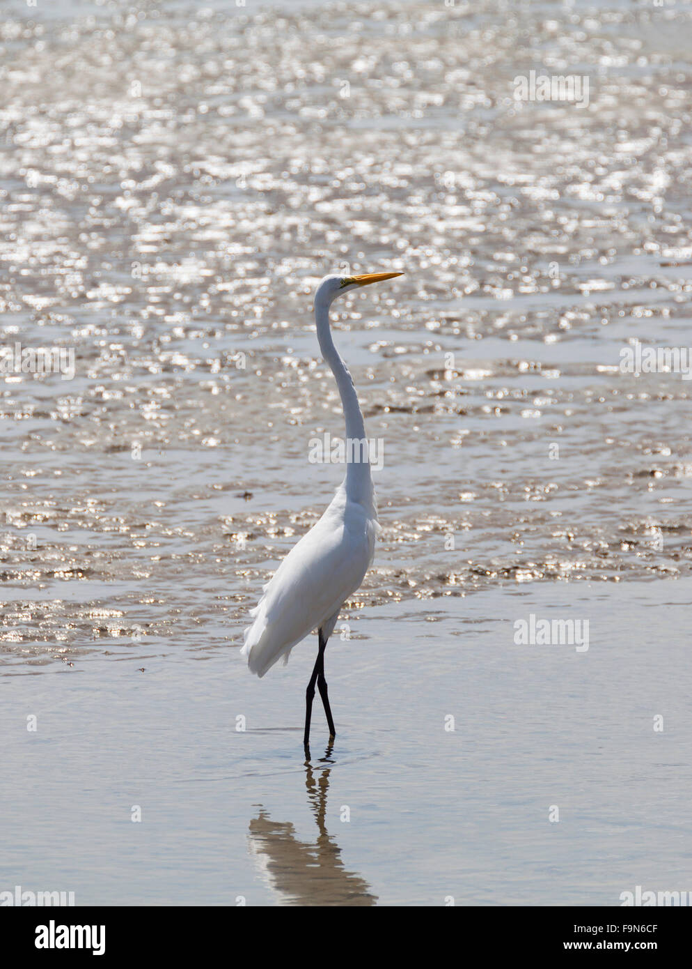 Great egret on beach in Florida Stock Photo - Alamy
