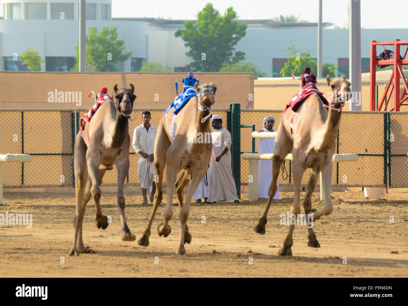 Camel race hi-res stock photography and images - Alamy