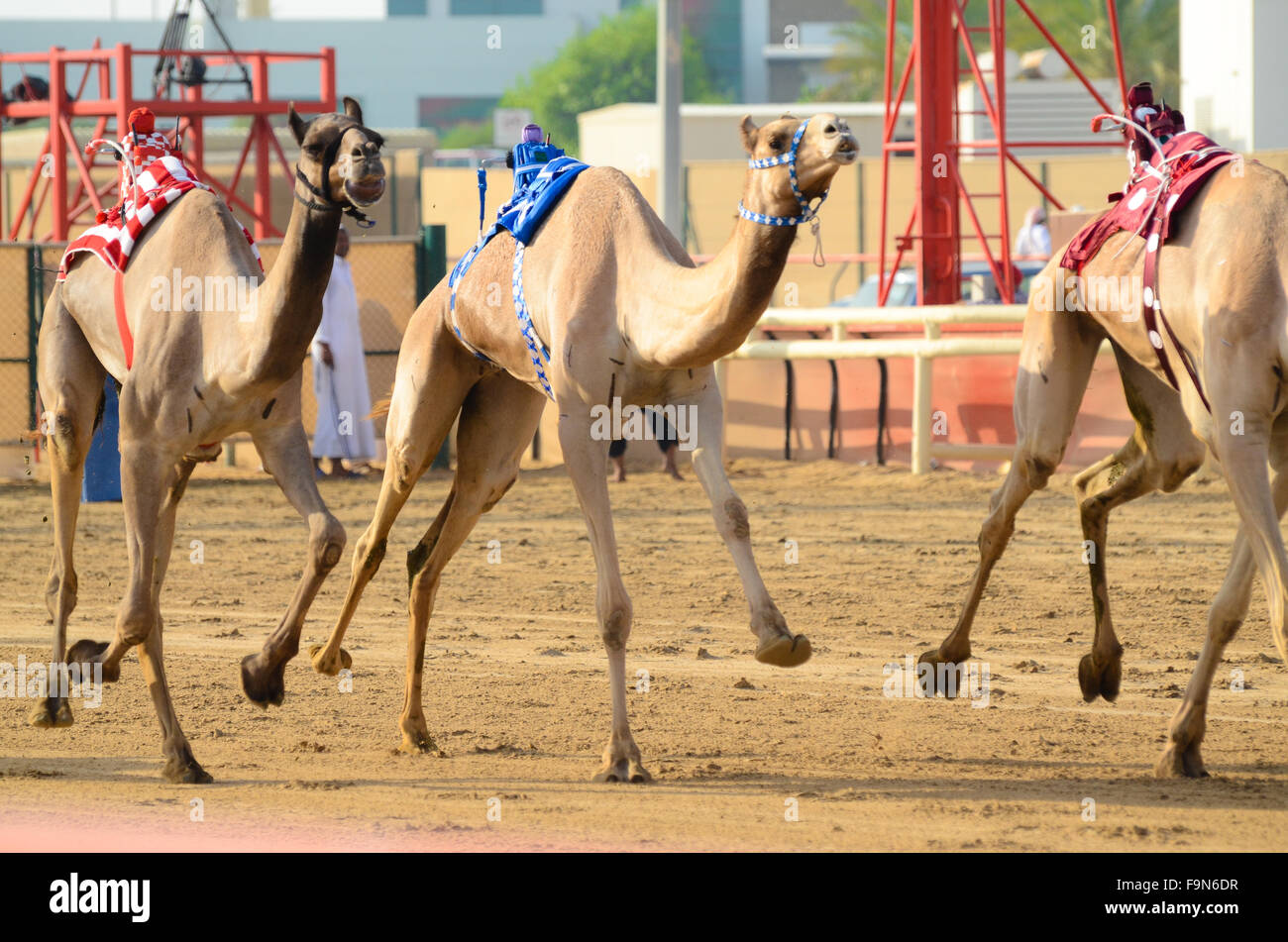 Camel race hi-res stock photography and images - Alamy