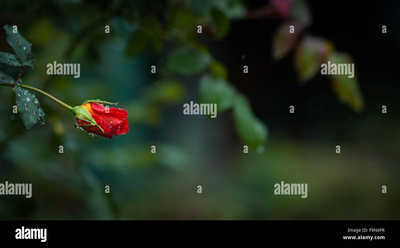 Raindrops on individual blooming red rose - Dark green backdrop Stock ...