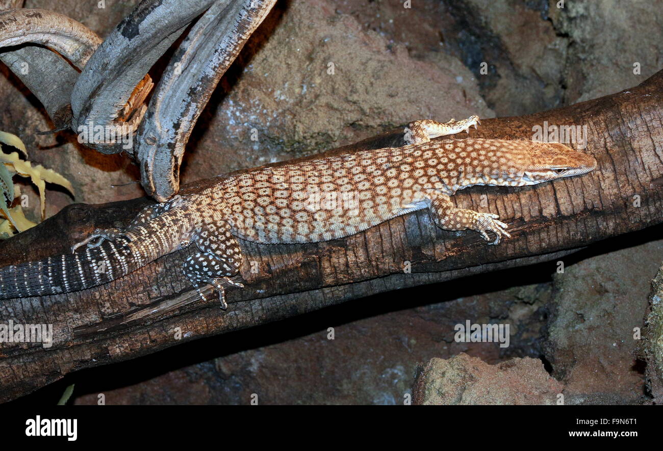 Australian Black Headed Monitor (Varanus tristis) a.k.a. Black tailed ...