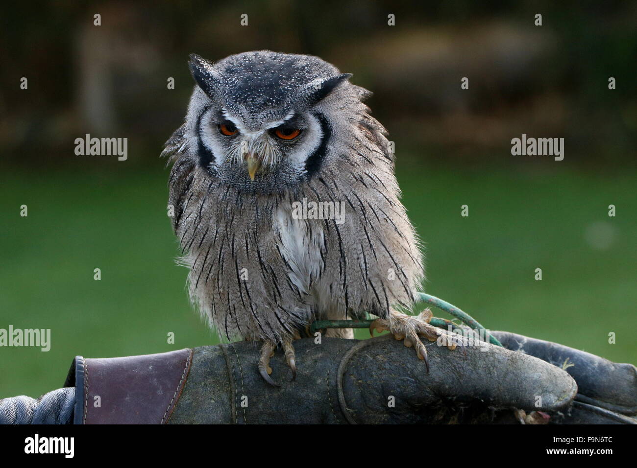African Northern white faced Owl (Ptilopsis leucotis, Otus leucotis), formerly also white-faced ...