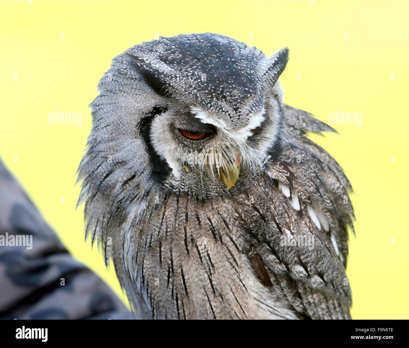 African Northern white faced Owl (Ptilopsis leucotis, Otus leucotis), formerly also white-faced ...