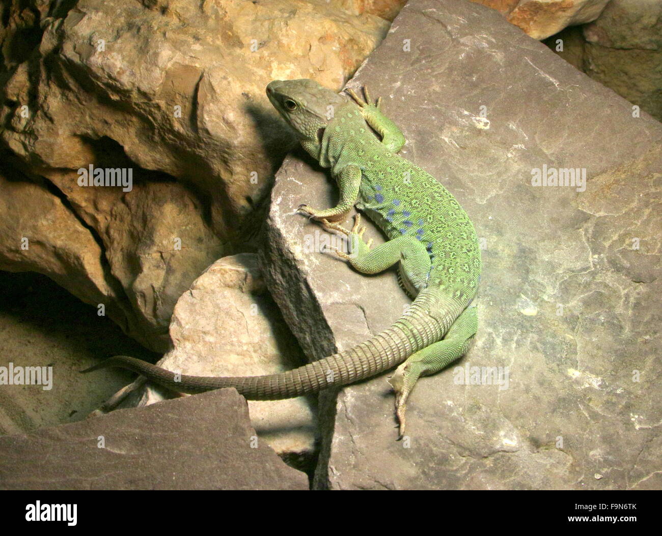 Iberian Ocellated lizard (Timon lepidus, Lacerta lepida), a.k.a ...