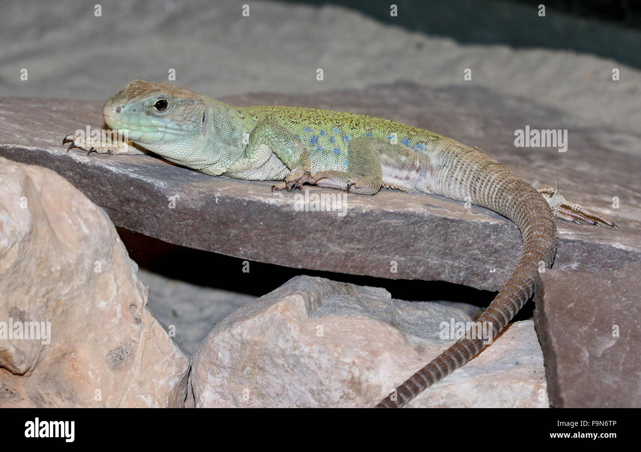 Iberian Ocellated lizard (Timon lepidus, Lacerta lepida), a.k.a ...